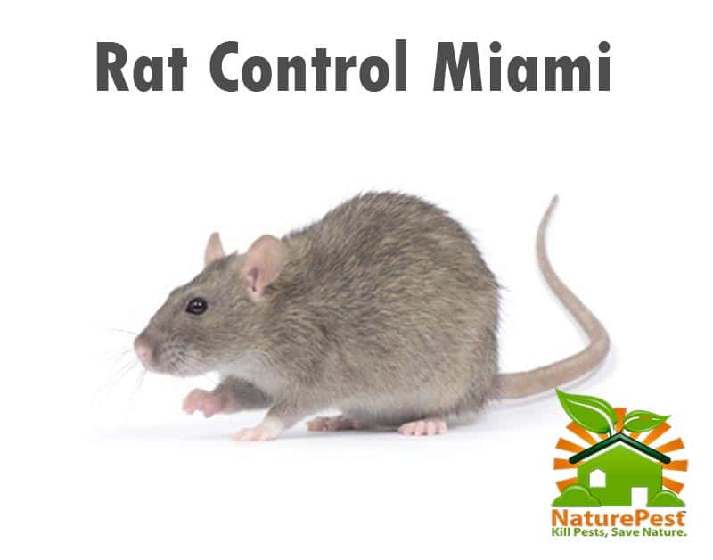 Rat Control Miami | NaturePest