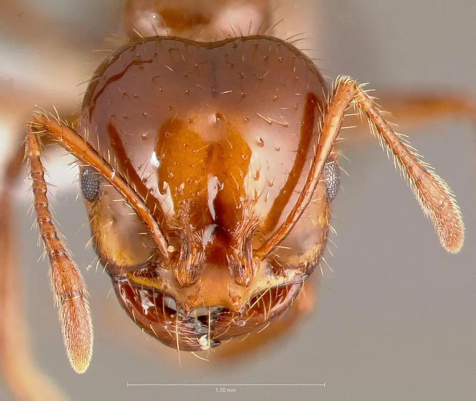Red Imported Fire Ants In Miami Florida | NaturePest