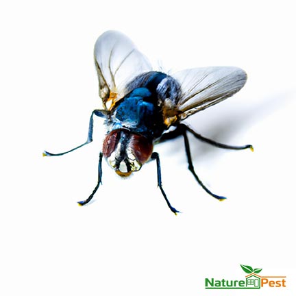 Control Of Blow Flies And Bottle Flies In South Florida