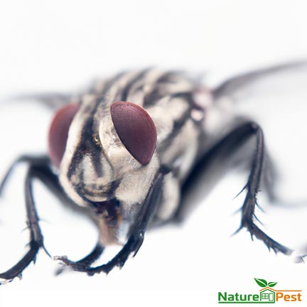 FLIES | NaturePest