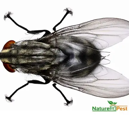 Flesh Flies - NaturePest