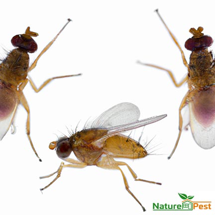 Vinegar Flies Fruit Flies | NaturePest