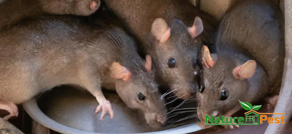 Roof Rats – NaturePest