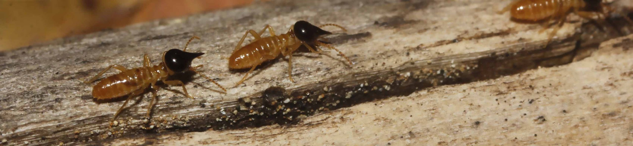 Florida Dampwood Termites | NaturePest