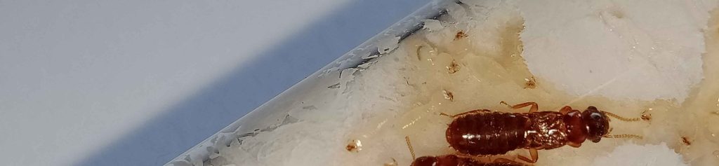 Asian Subterranean Termites | NaturePest