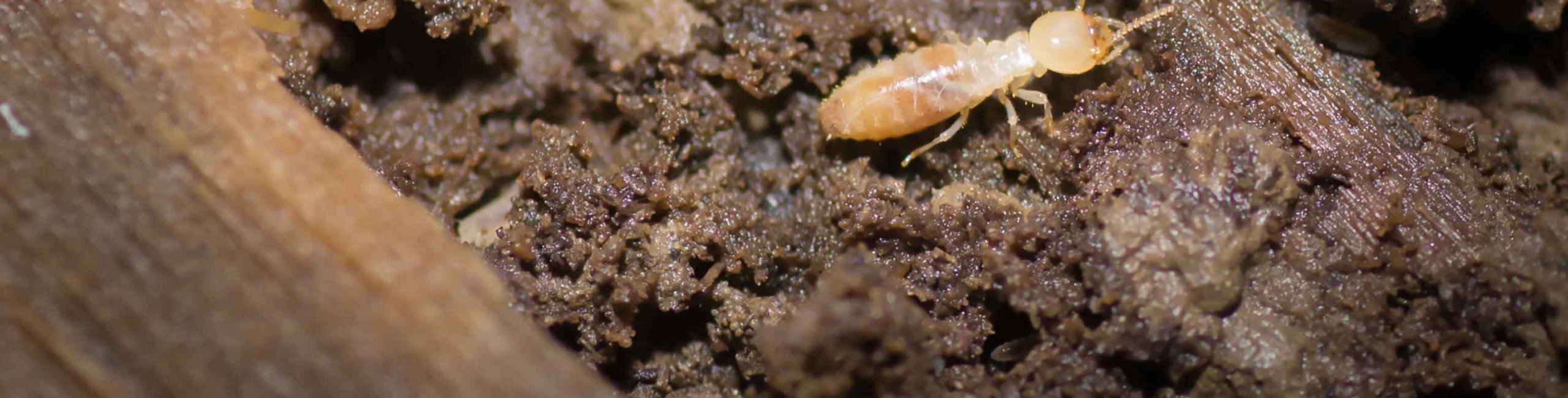 Formosan Subterranean Termite | NaturePest