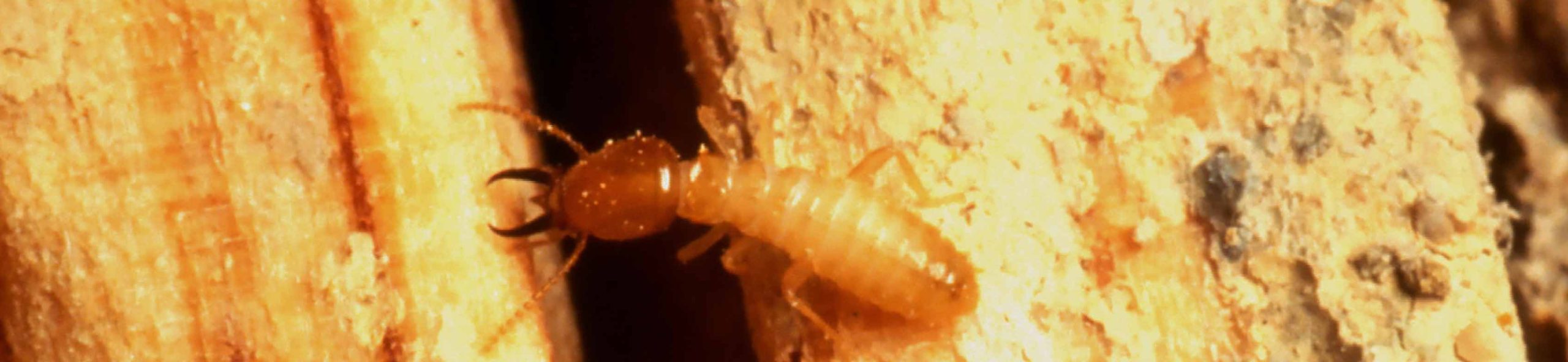 Conehead Termite | NaturePest