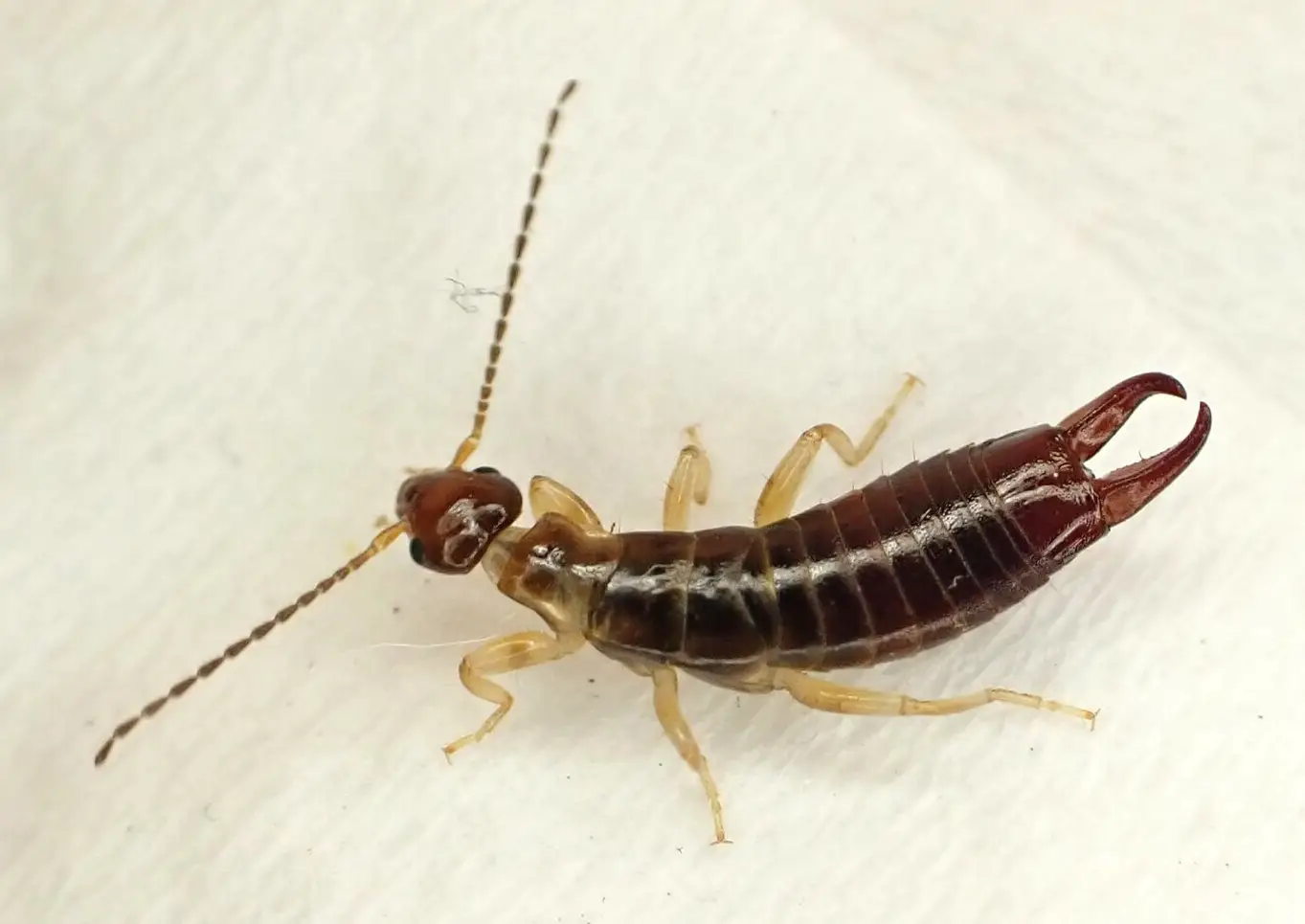 Ringlegged Earwig, Euborellia Annulipes (Lucas) in Florida – NaturePest